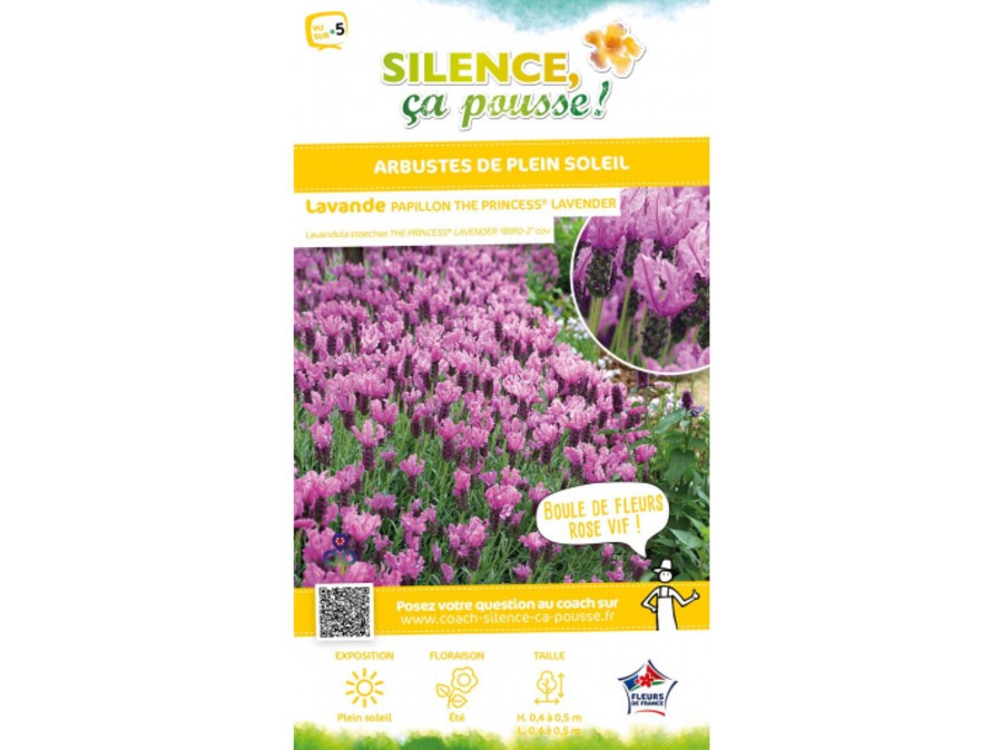Lavande papillon THE PRINCESS® LAVENDER | Silence, ça pousse