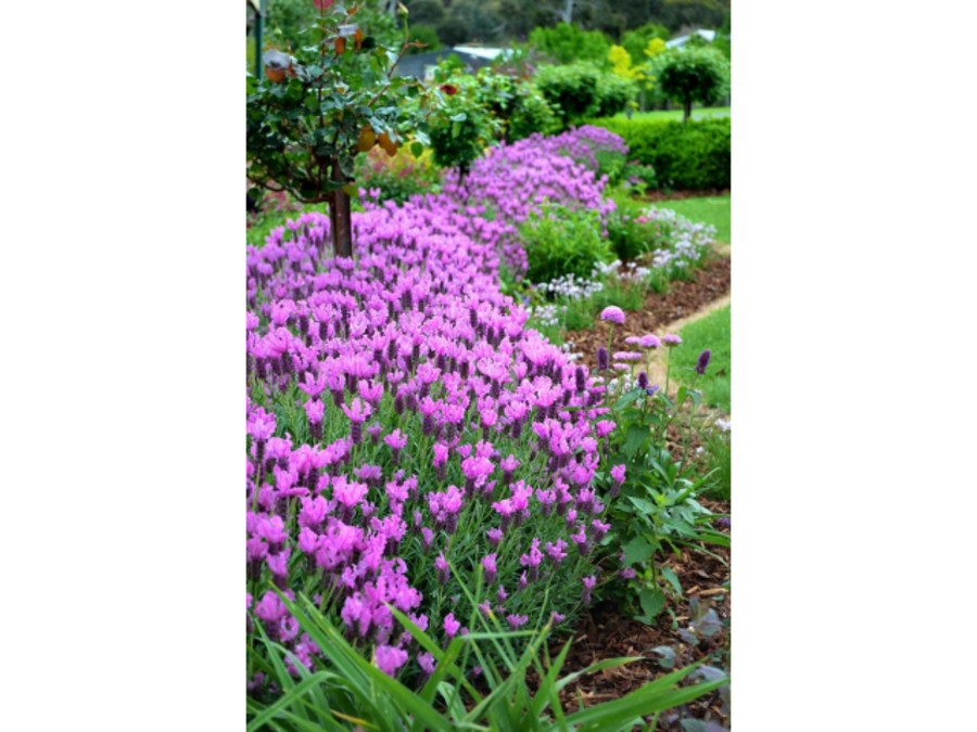 Lavande papillon THE PRINCESS® LAVENDER | Silence, ça pousse