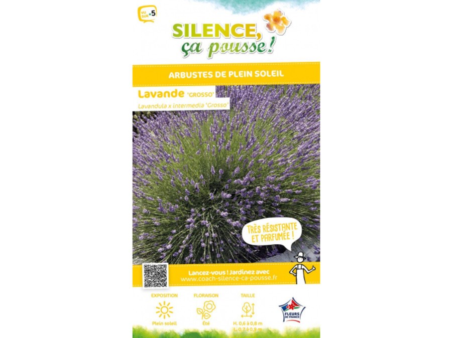 Lavande Grosso, lavandin | Silence, ça pousse
