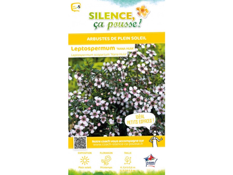 Leptospermum Nana Huia | Silence, ça pousse