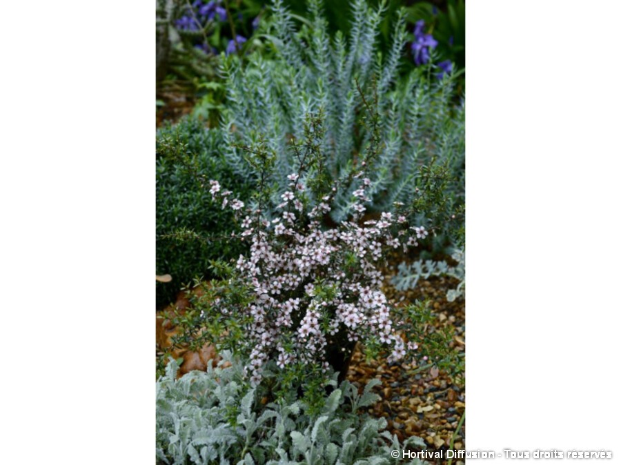 Leptospermum Nana Huia | Silence, ça pousse