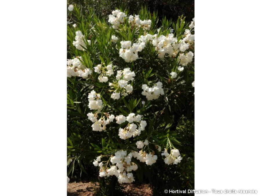 Laurier-rose à fleurs blanches | Silence, ça pousse