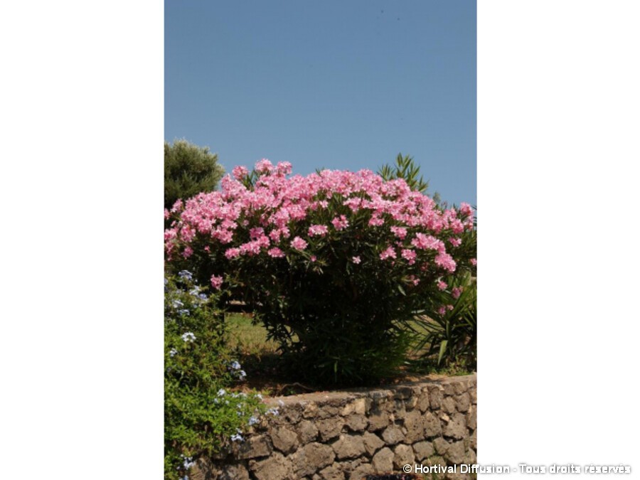 Laurier-rose à fleurs roses | Silence, ça pousse