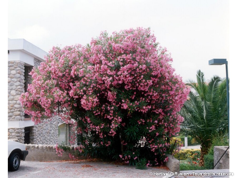 Laurier-rose à fleurs roses | Silence, ça pousse