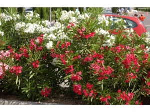Laurier-rose à fleurs rouges | Silence, ça pousse