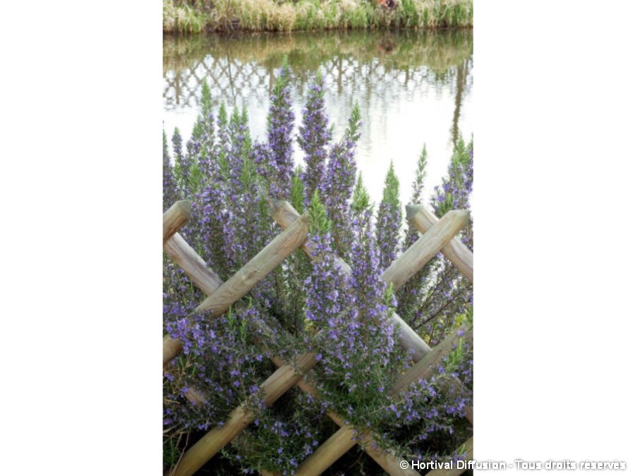 Romarin officinal Erectus | Silence, ça pousse