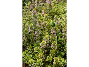 Thym-citron panaché | Silence, ça pousse