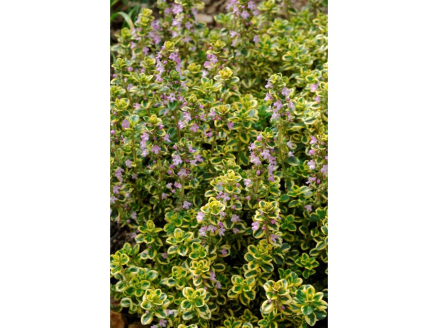 Thym-citron panaché | Silence, ça pousse