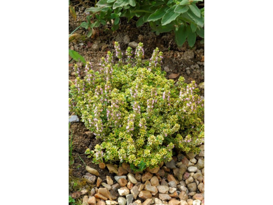 Thym-citron panaché | Silence, ça pousse