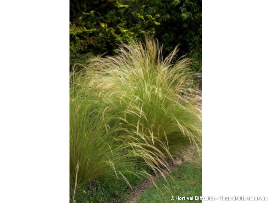 Cheveux d'Ange | Silence, ça pousse