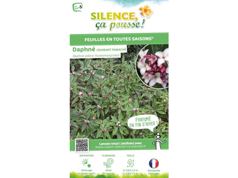 Daphné odorant panaché | Silence, ça pousse