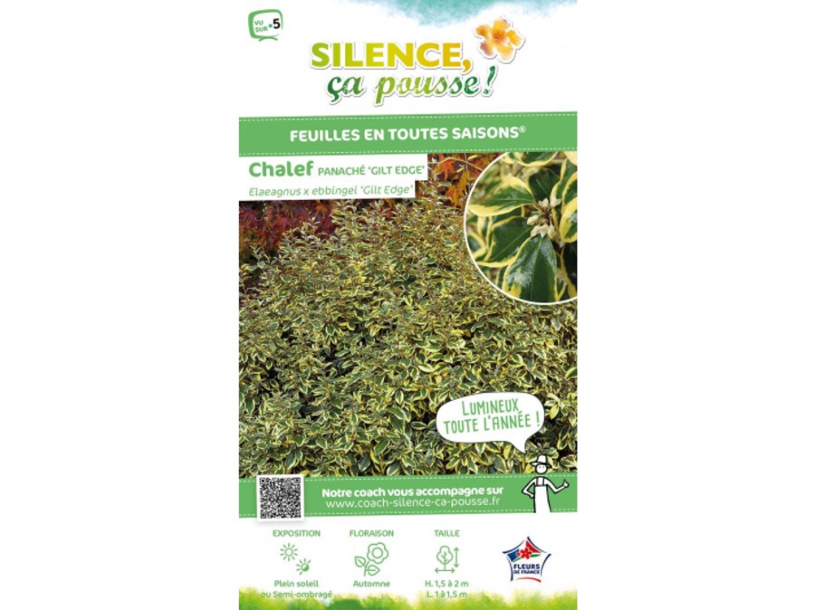 Chalef hybride Gilt Edge | Silence, ça pousse