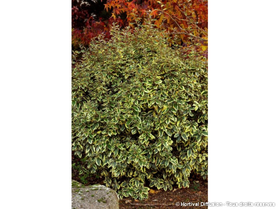 Chalef hybride Gilt Edge | Silence, ça pousse