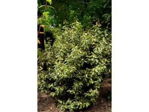 Chalef hybride MARYLINE® | Silence, ça pousse