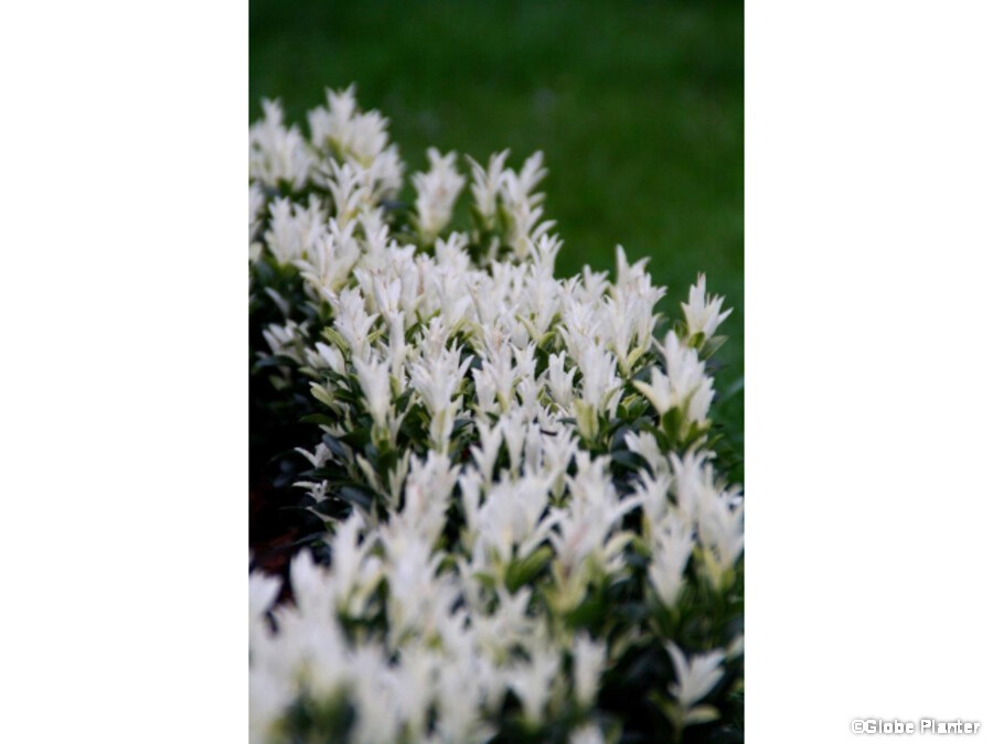 Fusain du Japon PALOMA BLANCA® | Silence, ça pousse