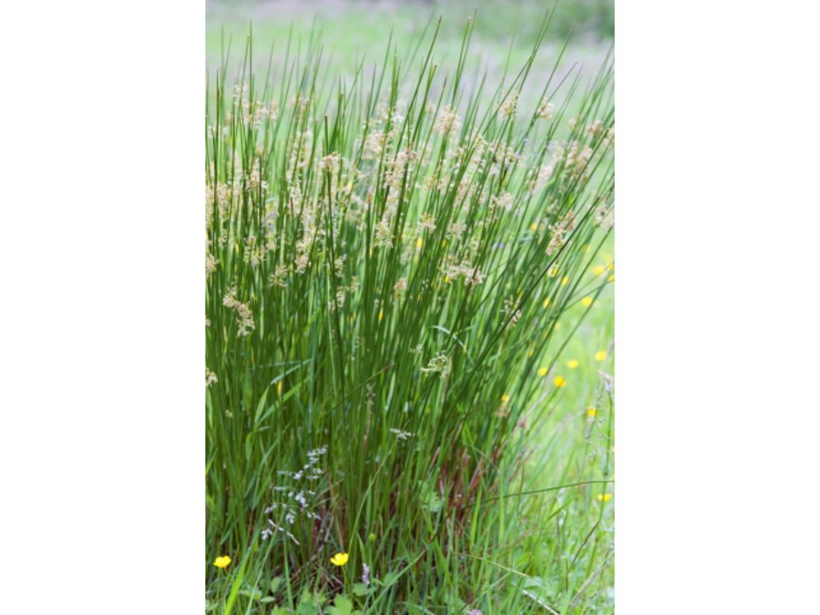 Jonc épars | Silence, ça pousse