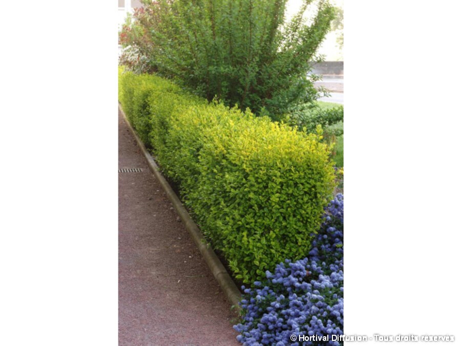 Troène de Californie doré | Silence, ça pousse