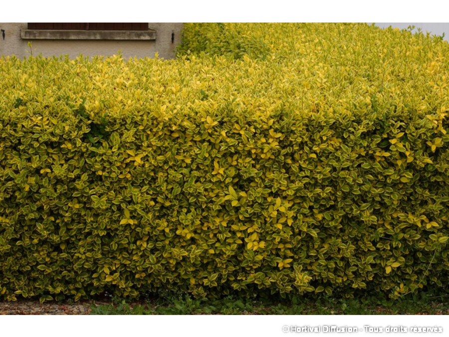 Troène de Californie doré | Silence, ça pousse