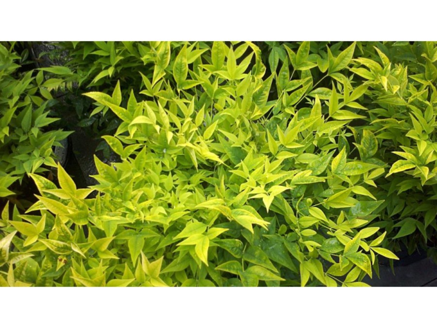 Bambou sacré MAGICAL® LEMON LIME | Silence, ça pousse