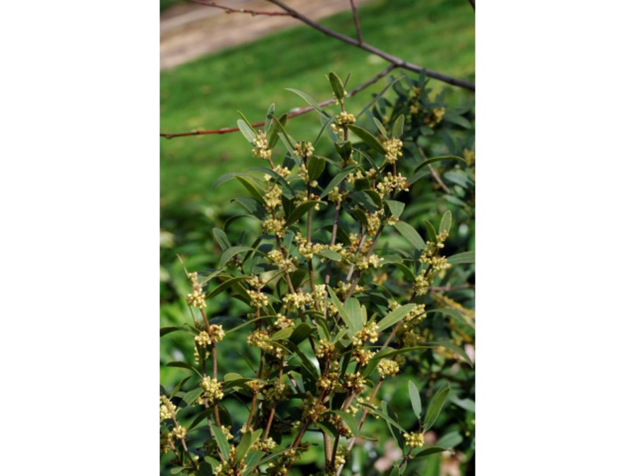Filaire à longues feuilles | Silence, ça pousse