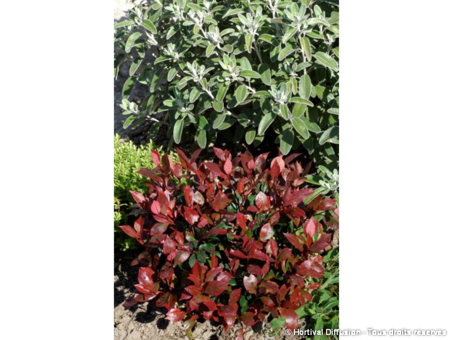 Photinia hybride Little Red Robin | Silence, ça pousse