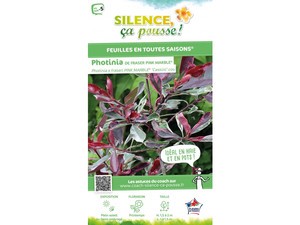 Photinia Pink Marble | Silence, ça pousse