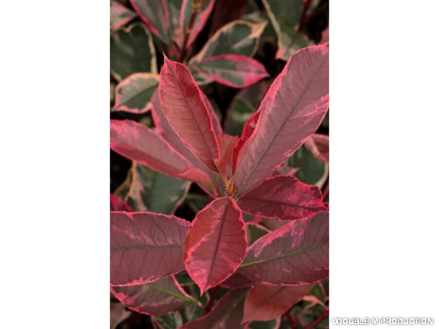 Photinia Pink Marble | Silence, ça pousse