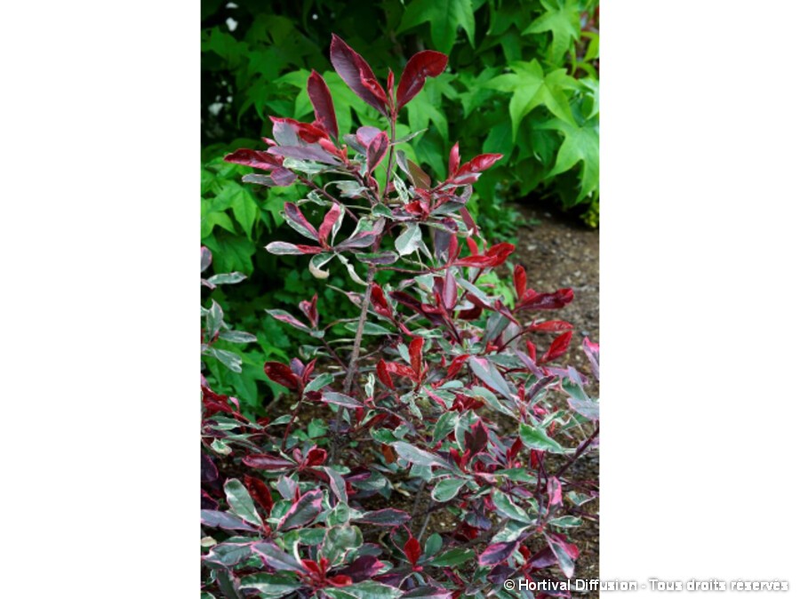 Photinia Pink Marble | Silence, ça pousse