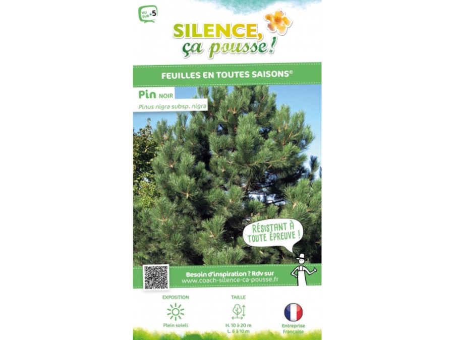 Pin noir d'Autriche | Silence, ça pousse