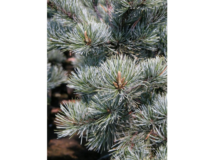 Pin blanc du japon bleuté | Silence, ça pousse