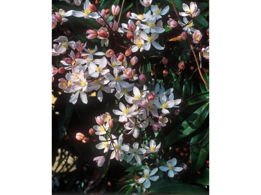 Clématite du père Armand David Apple Blossom | Silence, ça pousse Clématite du père Armand David Apple Blossom | Silence, ça pousse