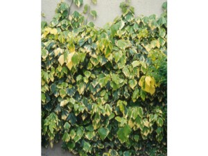 Lierre de Colchide Dentata Variegata | Silence, ça pousse