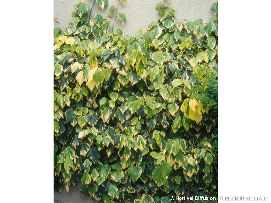 Lierre de Colchide Dentata Variegata | Silence, ça pousse