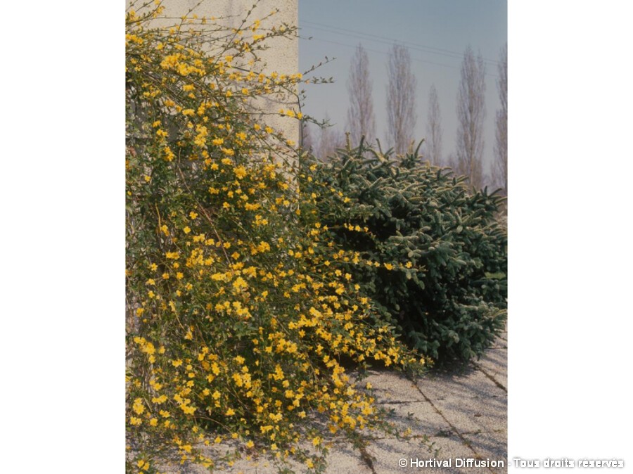 Jasmin d'hiver | Silence, ça pousse