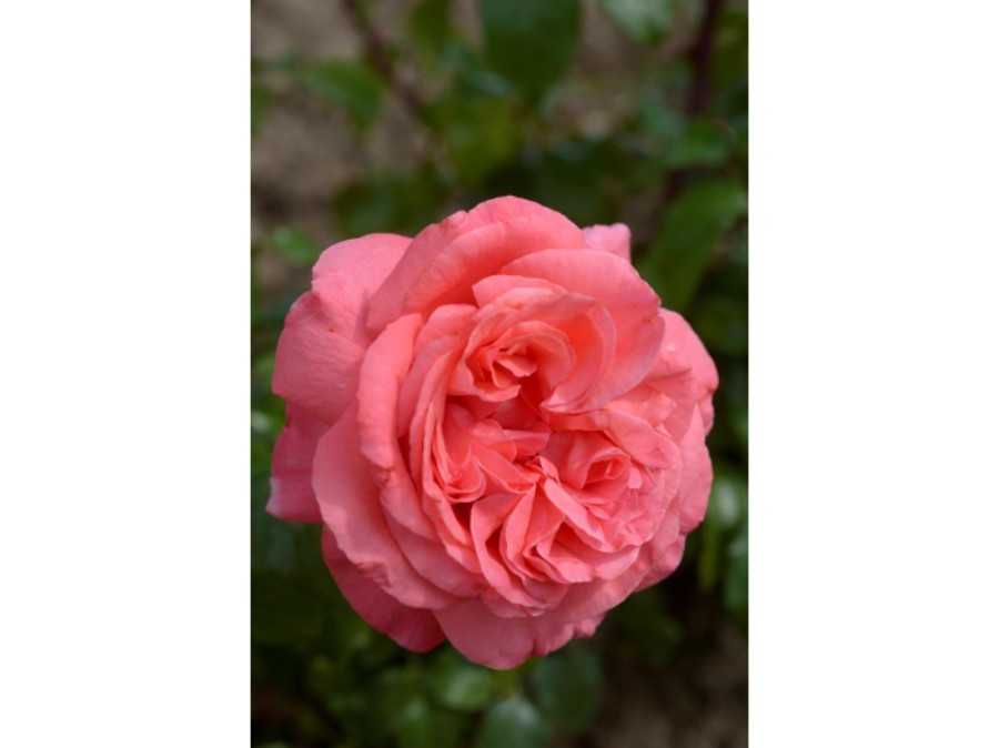 Rosier grimpant SPECIAL ANNIVERSARY® | Silence, ça pousse