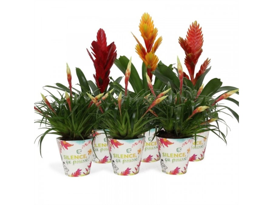 Bromélia | Silence, ça pousse