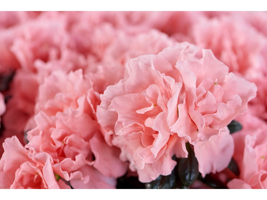 Azalée | Silence, ça pousse