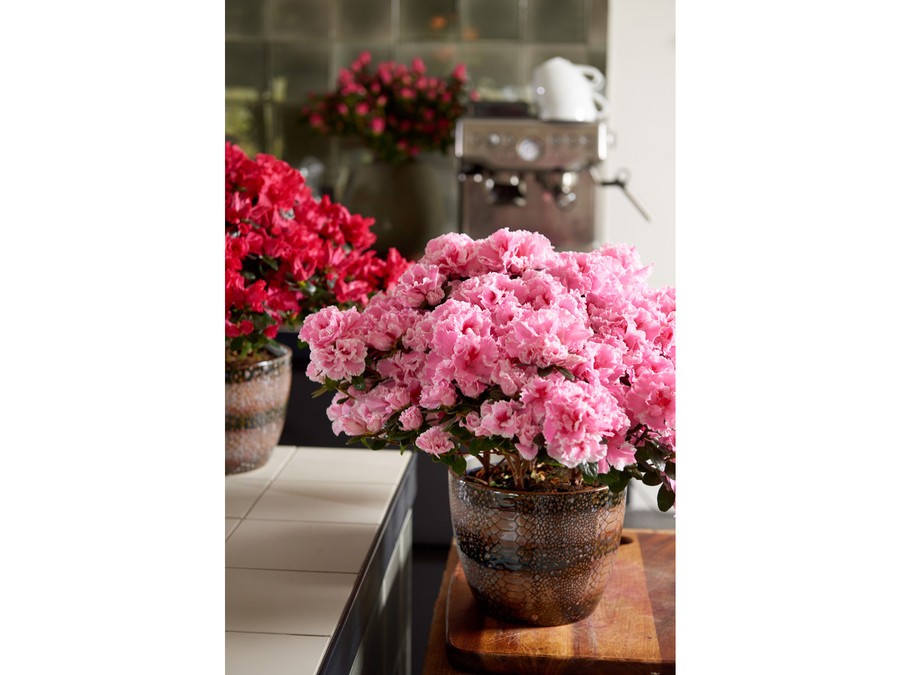 Azalée | Silence, ça pousse