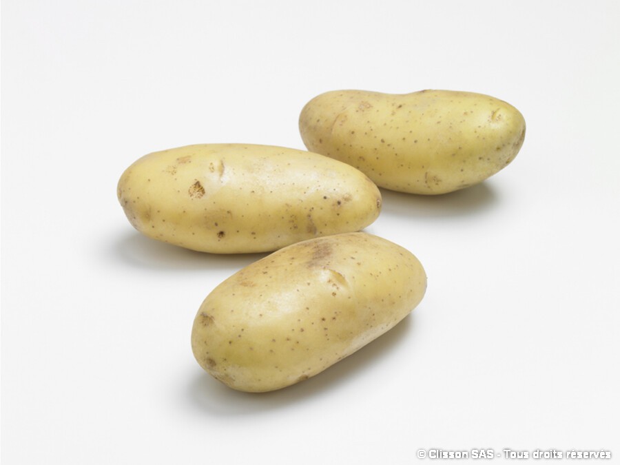 Pomme de terre Spunta | Silence, ça pousse