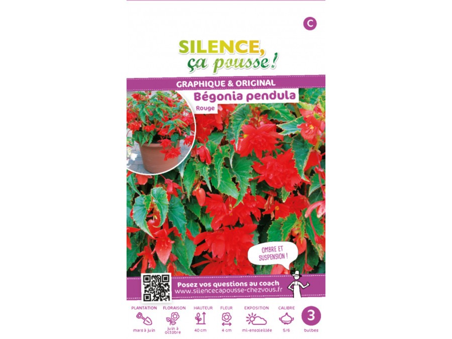 Begonia Pendula Rouge | Silence, ça pousse