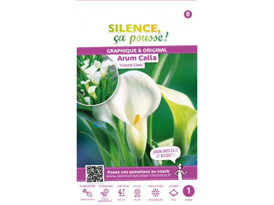 Arum Calla Crystal Clear | Silence, ça pousse