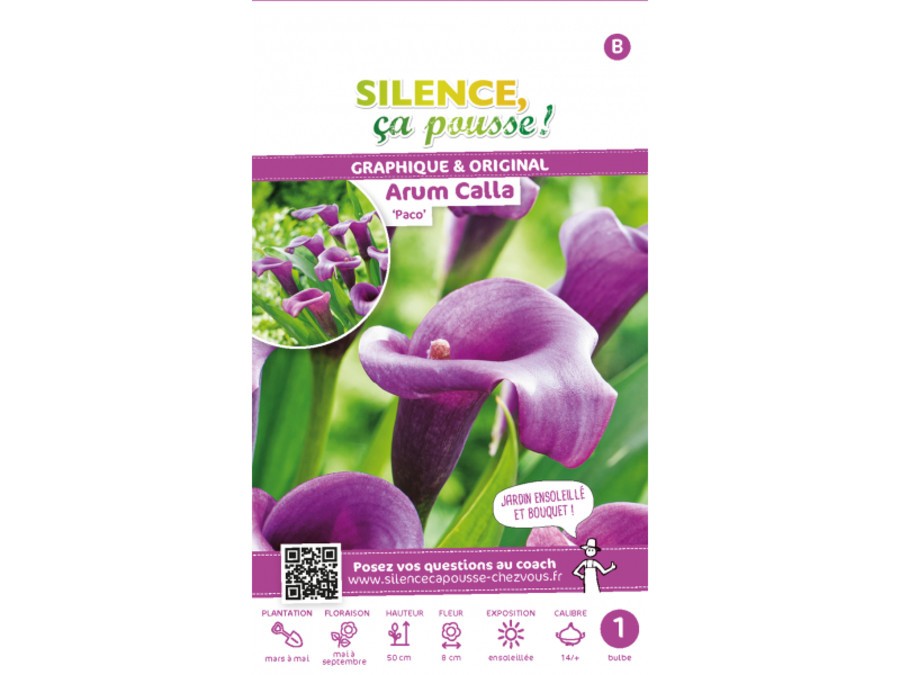 Arum Calla Paco | Silence, ça pousse