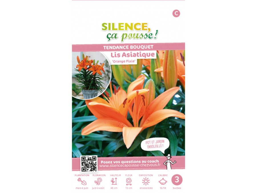 Lis Asiatique Orange Pixie | Silence, ça pousse