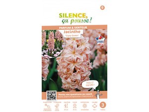 Jacinthe Gipsy Queen Fleurs de France | Silence, ça pousse