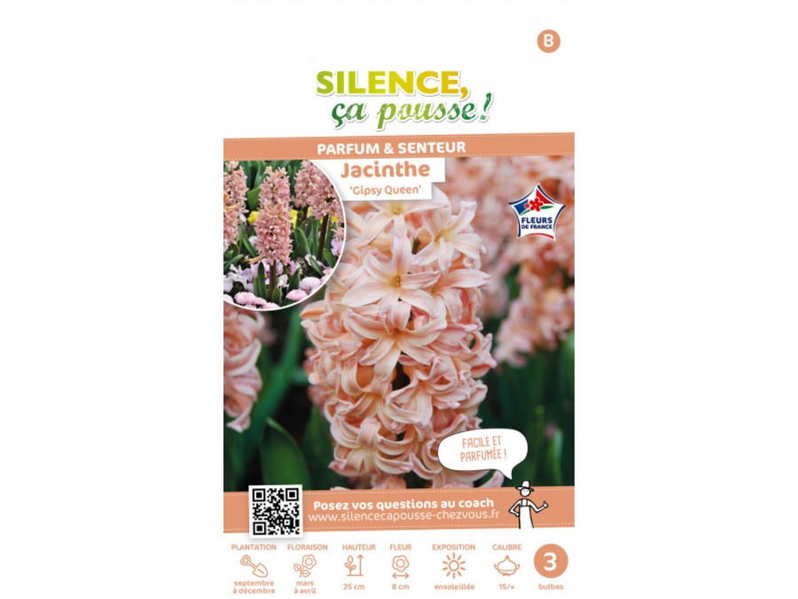 Jacinthe Gipsy Queen Fleurs de France | Silence, ça pousse