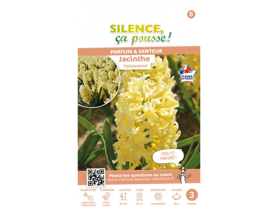 Jacinthe Yellowstone Fleurs de France | Silence, ça pousse
