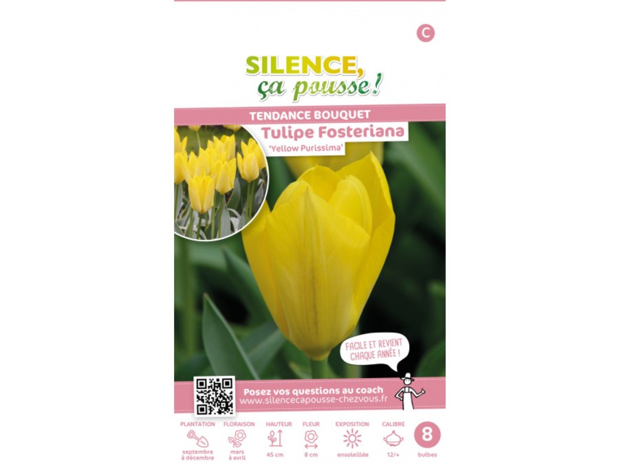 Tulipe Fosteriana Yellow Purissima | Silence, ça pousse