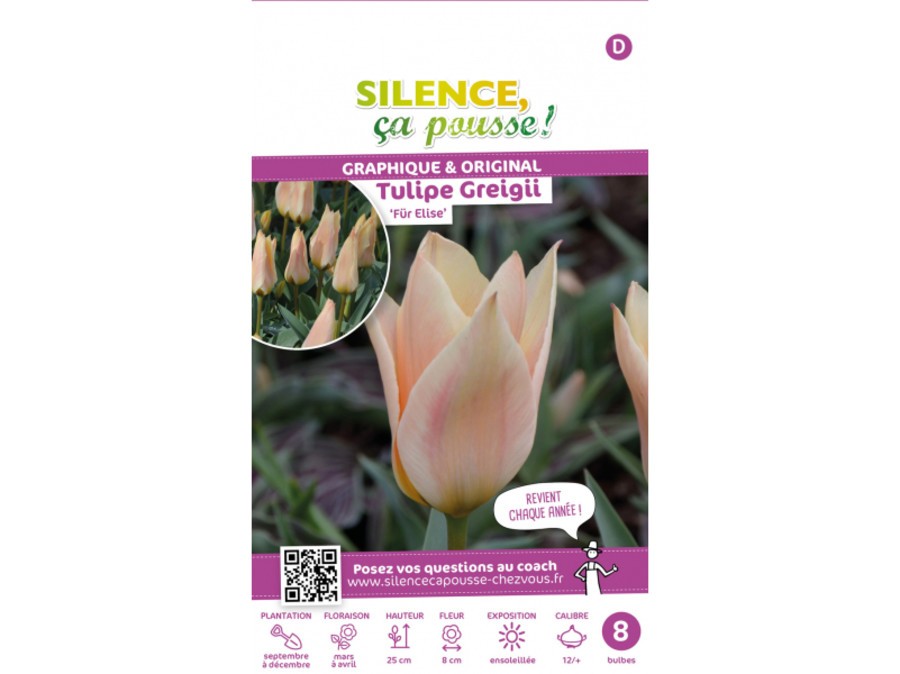 Tulipe Greigii Fur Elise | Silence, ça pousse