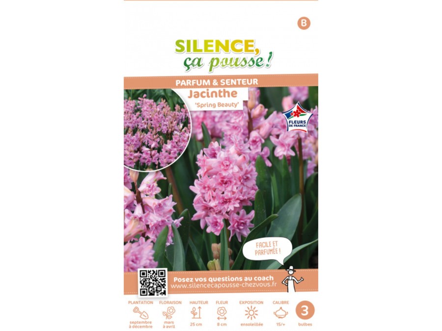 Jacinthe Spring Beauty Fleurs de France | Silence, ça pousse