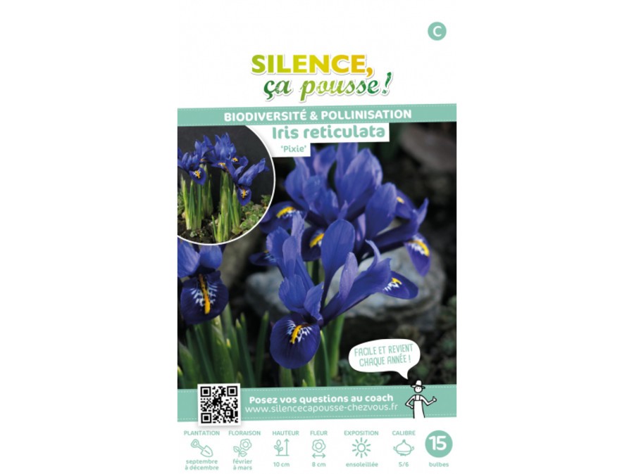 Iris Reticulata Pixie | Silence, ça pousse
